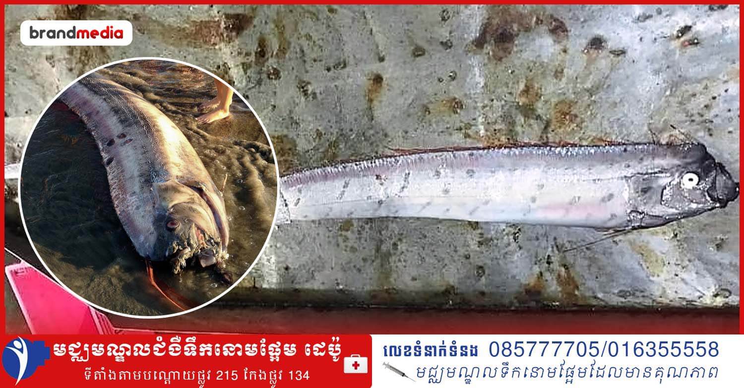 មូលហេតុដែលមនុស្សជឿលើអបិយជំនឿថា ត្រី Oarfish ...